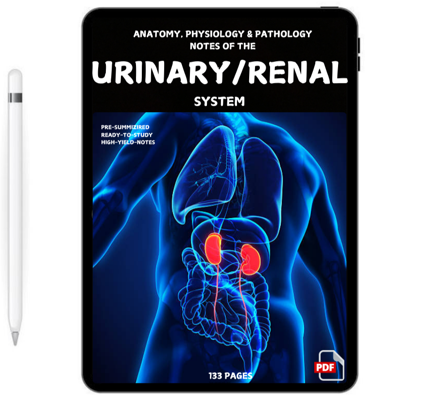 Urinary / Renal System – MedSchoolNote
