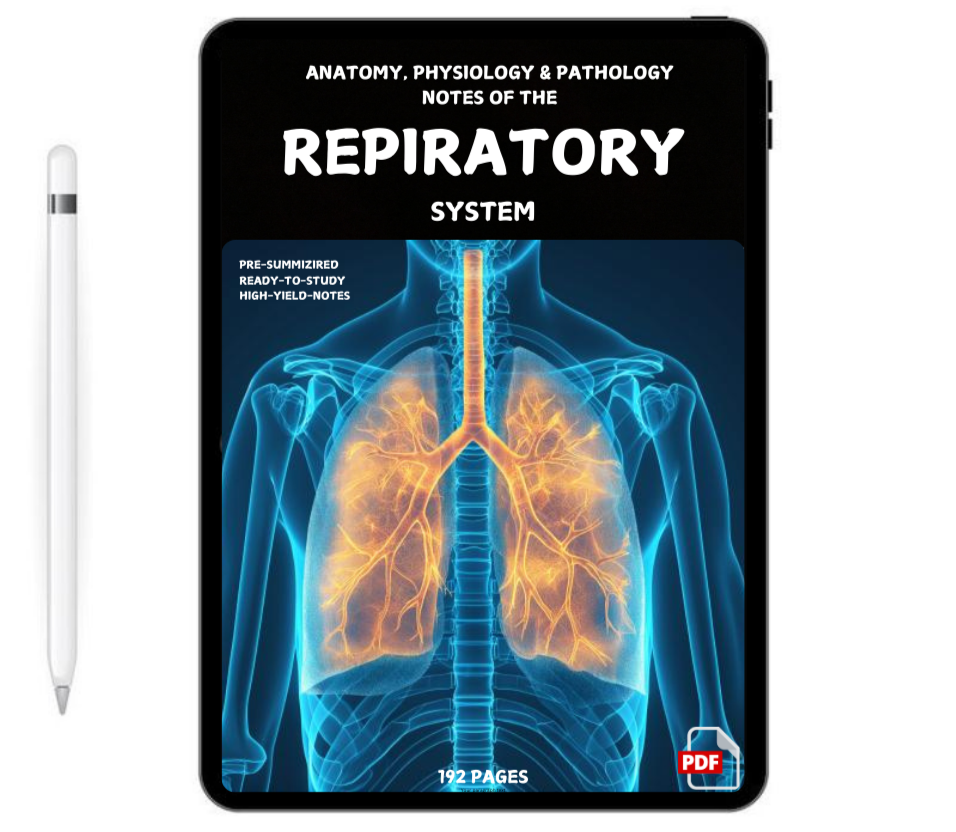 The Respiratory System – MedSchoolNote