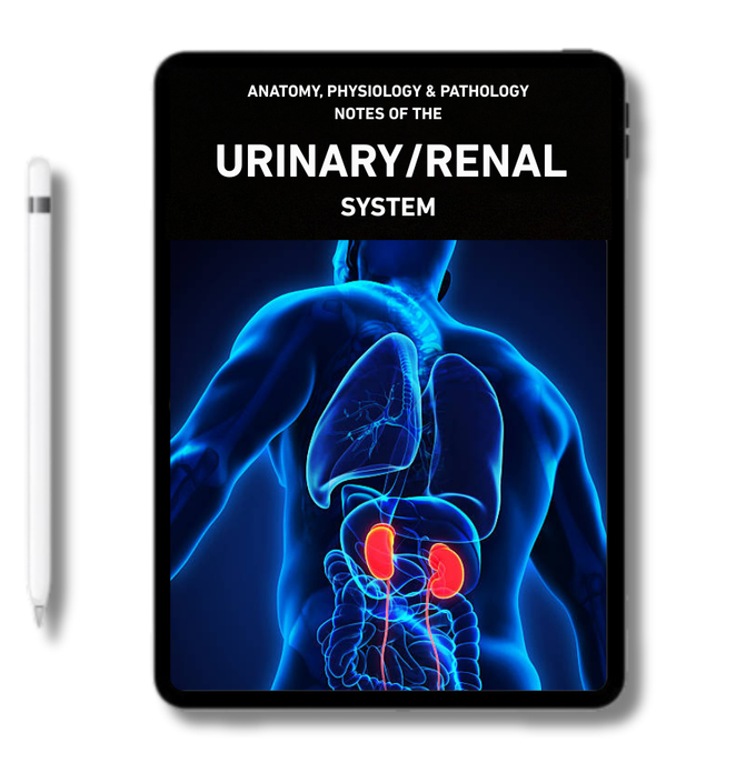 Urinary / Renal System – MedSchoolNote